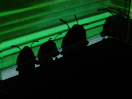 Robotica II: - Robots Mating. What robots get up to after dark. 2004/5 ...