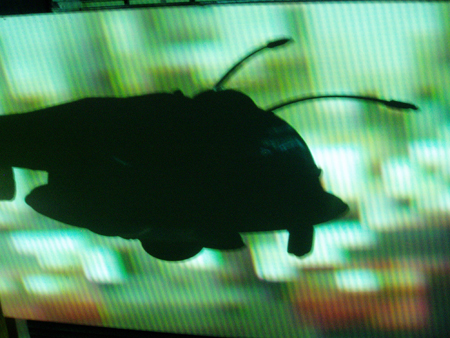 Robotica II: - Robots Mating. What robots get up to after dark. 2004/5 ...